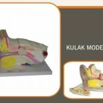 KULAK MODELİ - Gülkem Eğitim Araçları